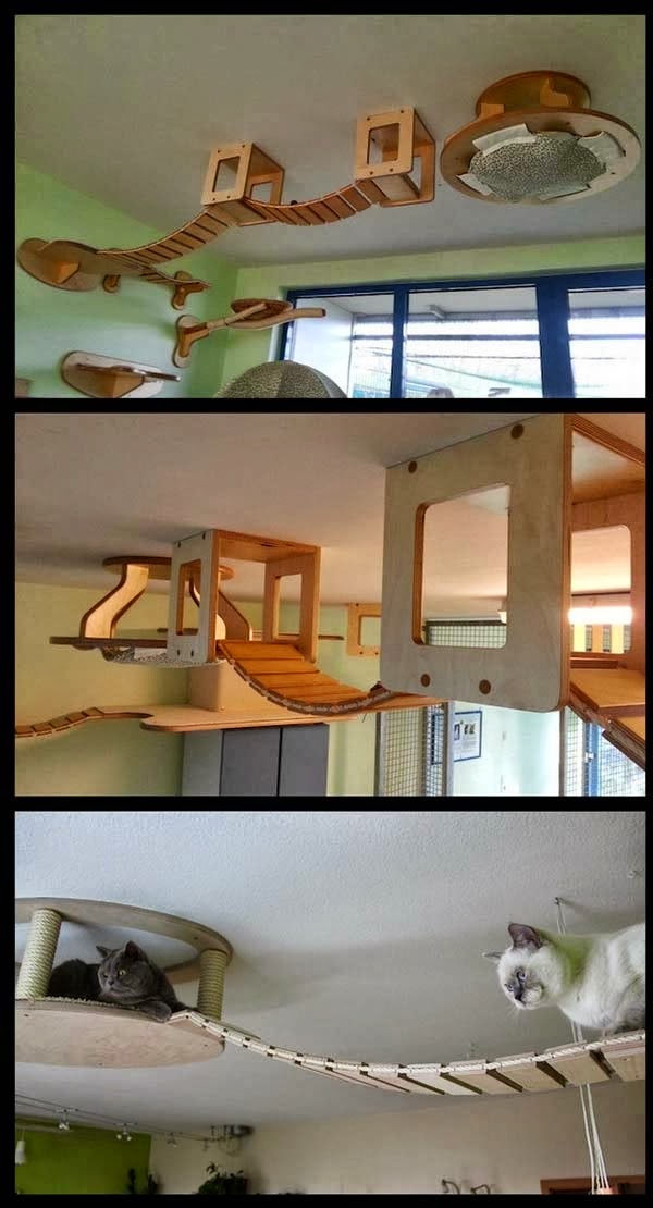 KoocingVille: Ceiling Rooms and Walkways For Cat