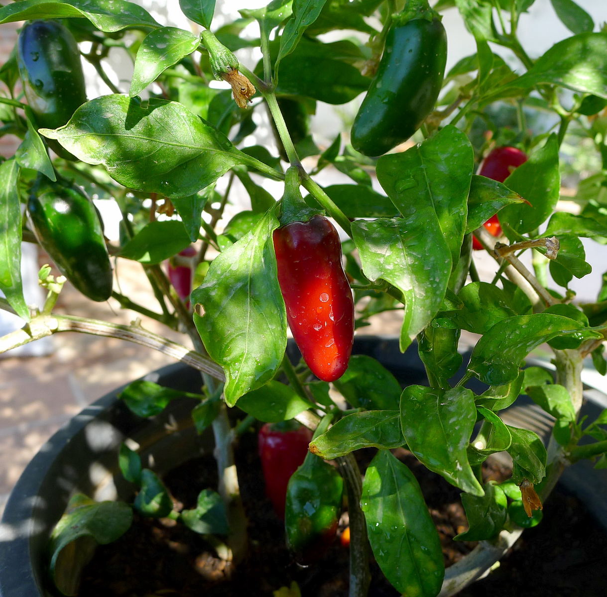 MY KITCHEN IN SPAIN: HOT STUFF