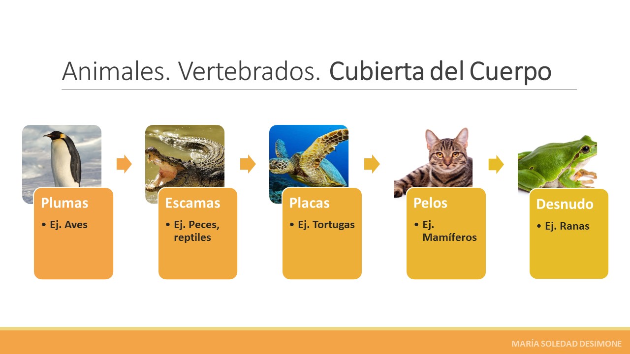 Cultura y TIC: PRIMARIA - CIENCIAS BIOLÓGICAS 4TO GRADO - 07 SERES ...