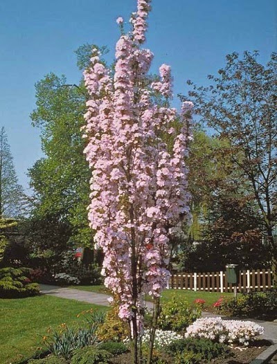 PRUNUS 'AMANOGAWA' |The Garden of Eaden