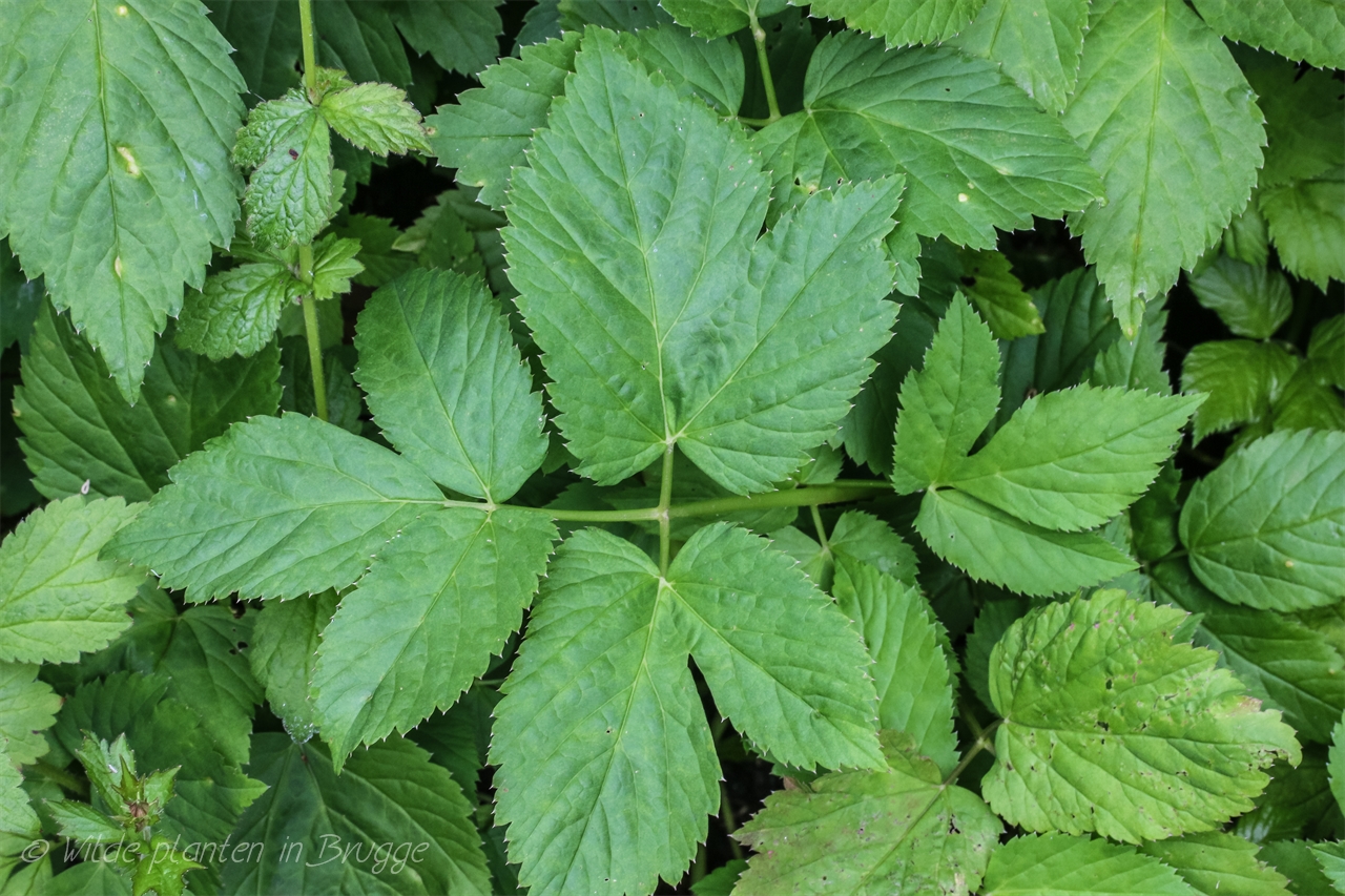 Wilde planten in Brugge: Zevenblad