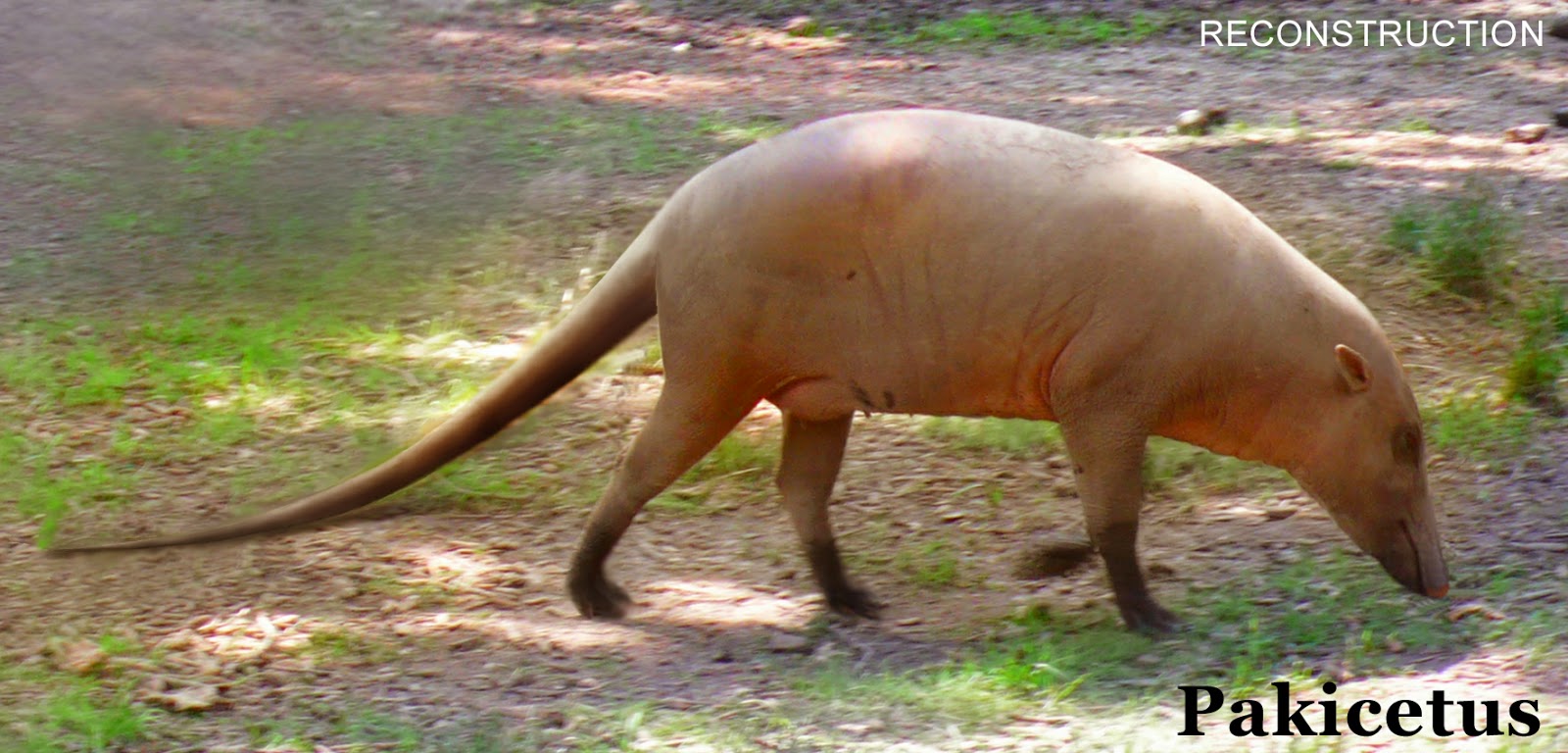ARCANO Nelson Gomes - MAMMALS...including Monodelphis: My ...