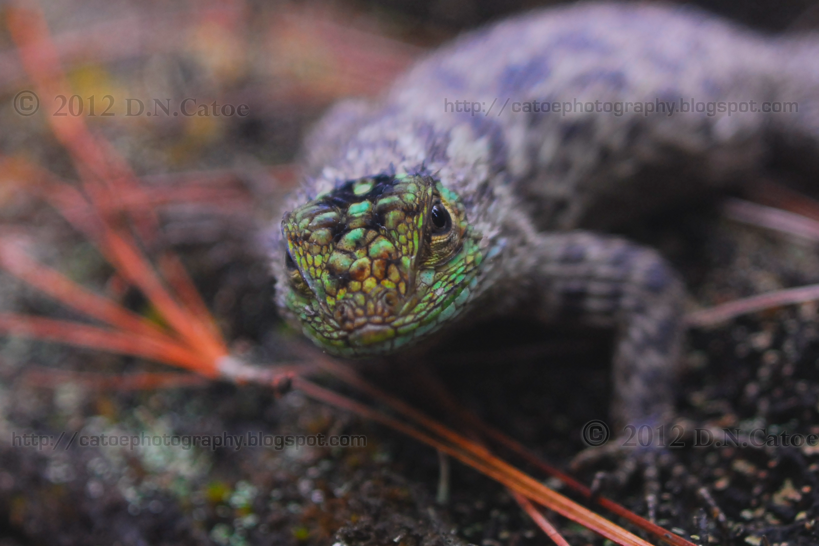 David Catoe Photography