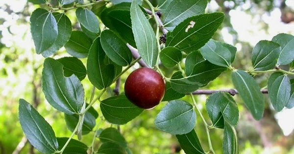 Manfaat Buah Angco Atau Kurma Cina Bagi Kesehatan | Cara Natural Sehat