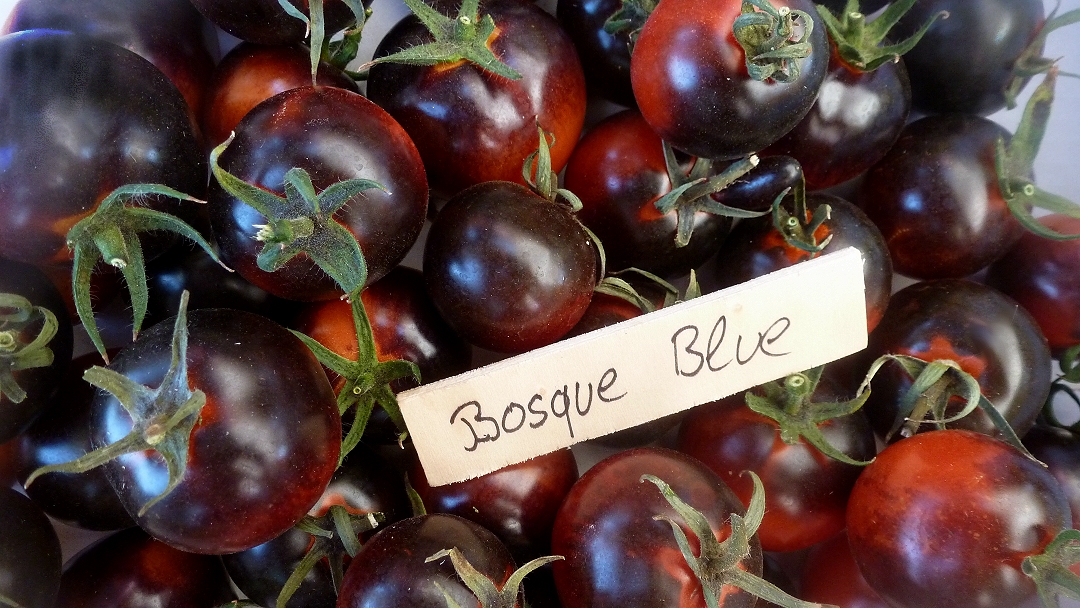 Kleiner Gemüsekönig: Blaue Tomaten Klassiker "Bosque blue" & "OSU blue P20"