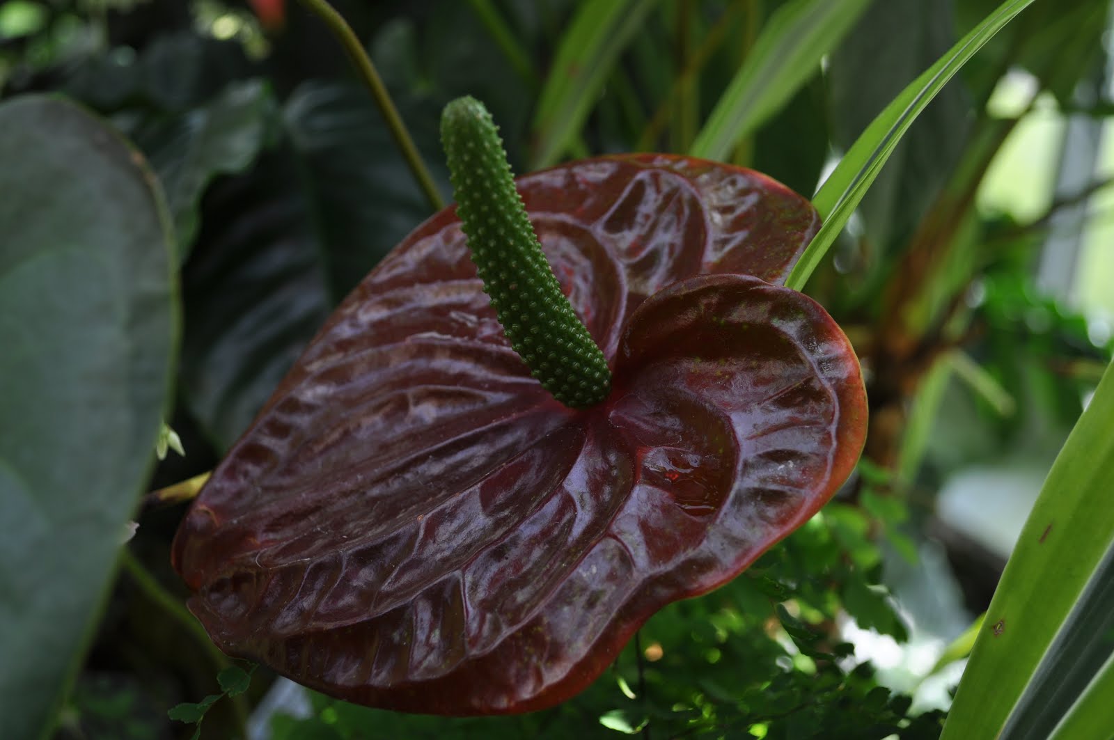 ANTORYUM (ANTHURİUM) BAKIMI | Çiçek Bakımı, Çiçek Çeşitleri, Çiçek ...