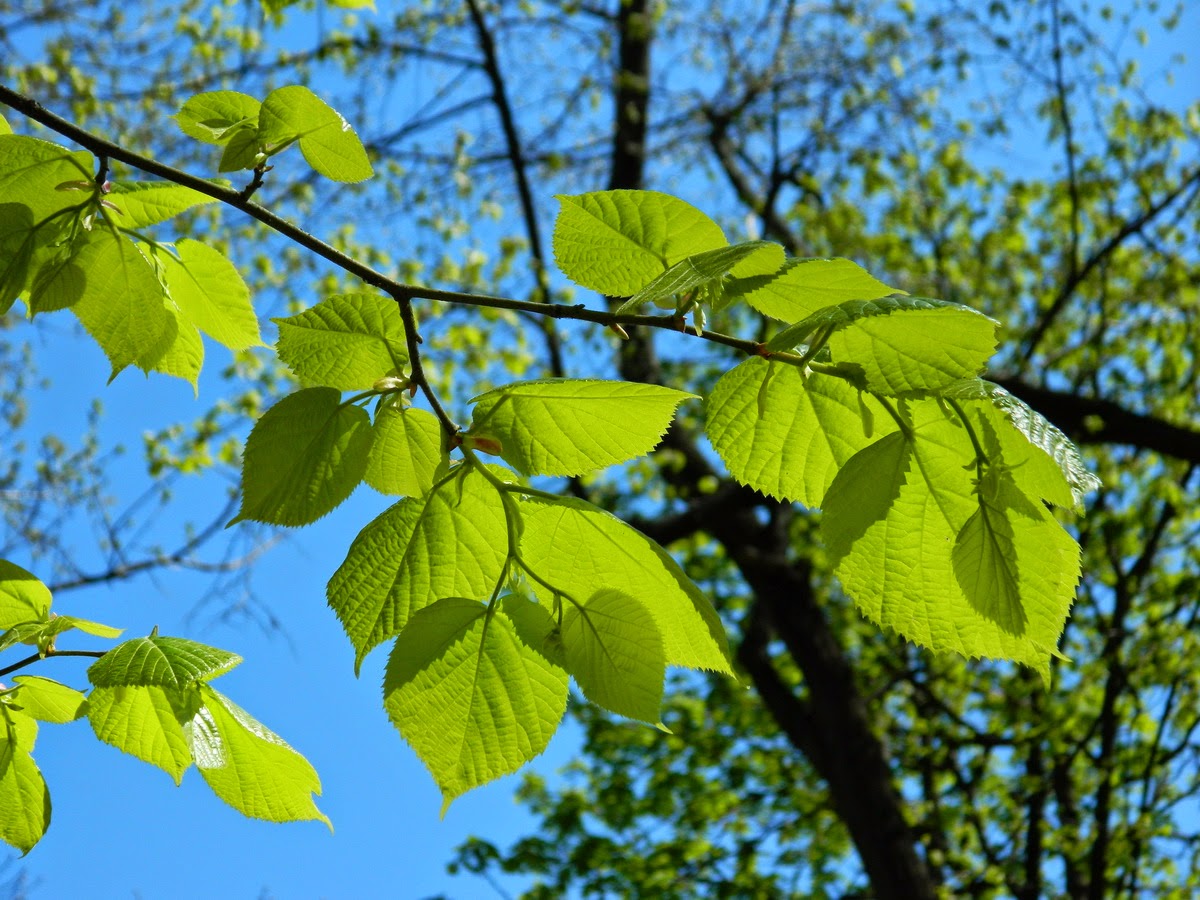 LA MULTI ANI, ROMANIA!: Verdele crud al primaverii. Frunze de tei