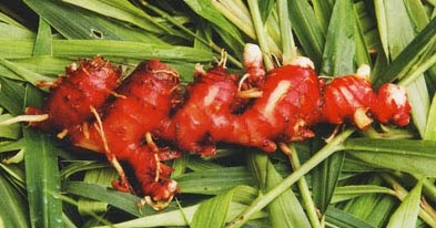 Sekilas Tentang Jahe Merah Dan Manfaatnya ~ Sewa Projector Murah Surabaya