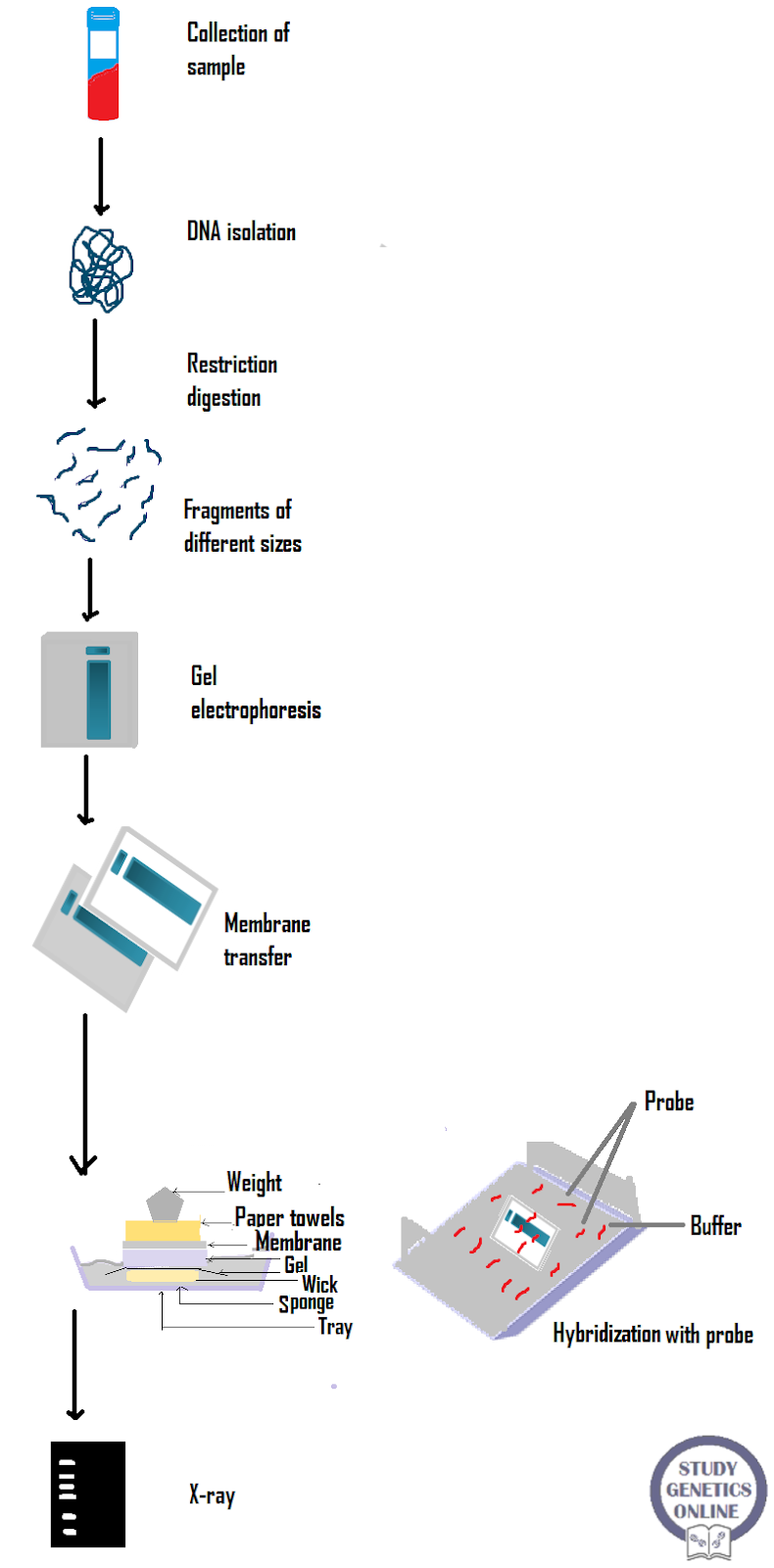 Study Genetics Online Southern Blotting Technique study-genetics-online-southern-blotting-technique