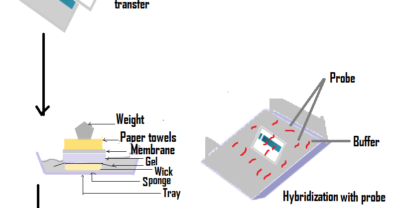 Study Genetics Online: Southern blotting technique