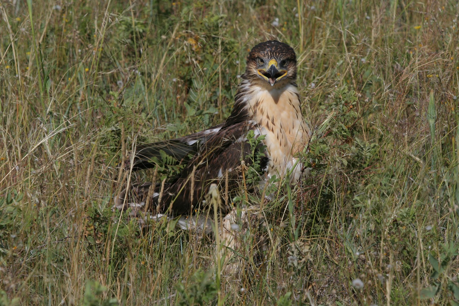 6 Steps to Conserve North America's Grasslands - Nature Canada