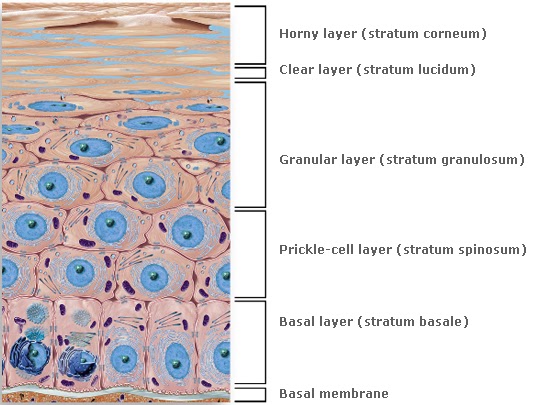 El Informador Cosmético: Hablando comparativamente: queratinocitos vs ...