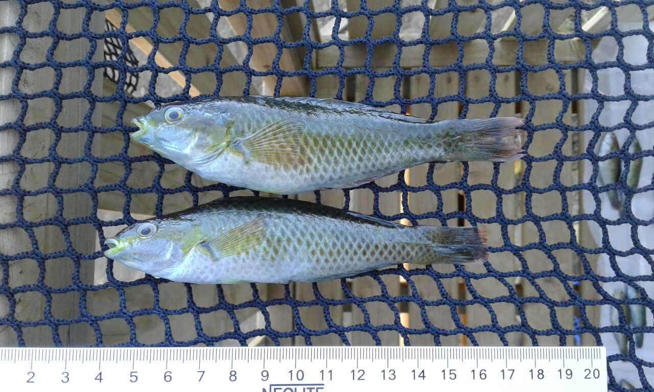 Ictioplancton en Chile: Malapterus reticulatus, la vieja del ...