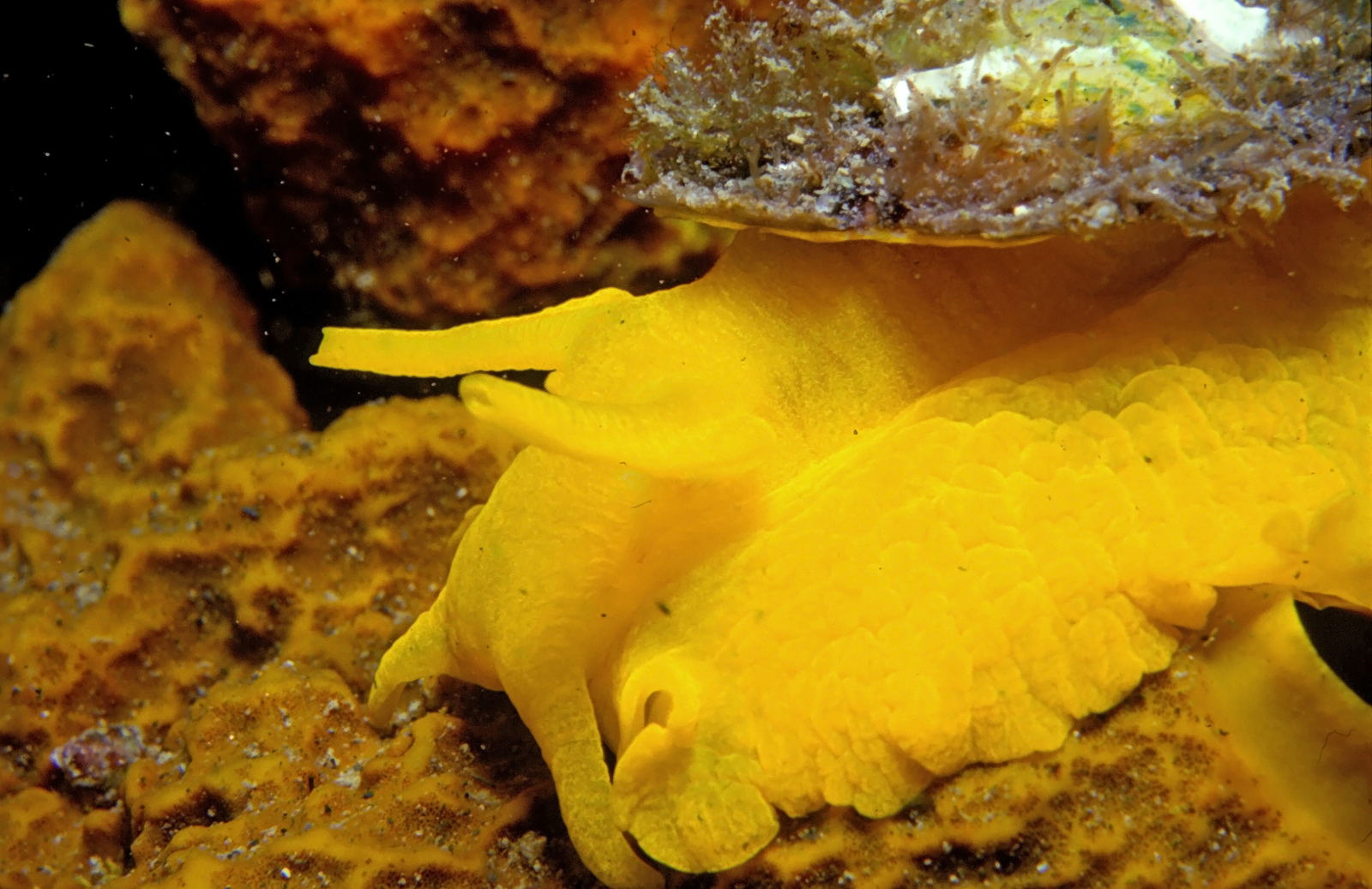 Real Monstrosities: Yellow Umbrella Slug