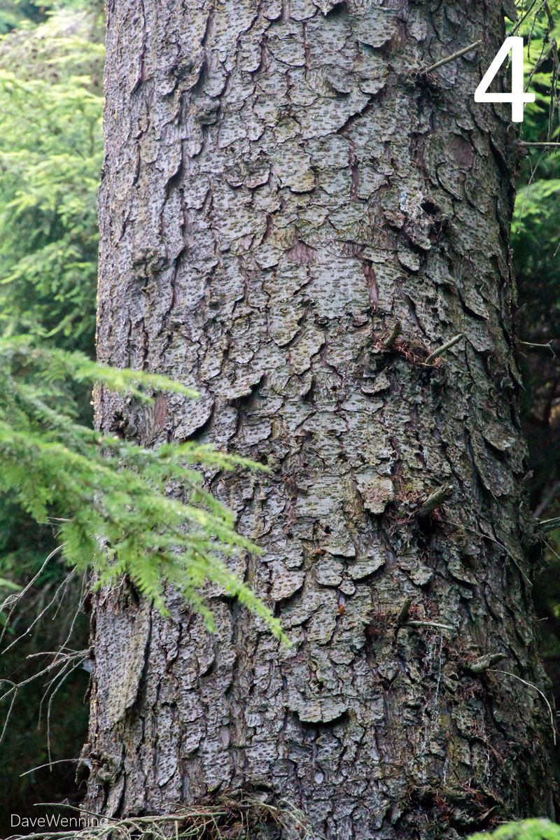 Barking 2: Identifications