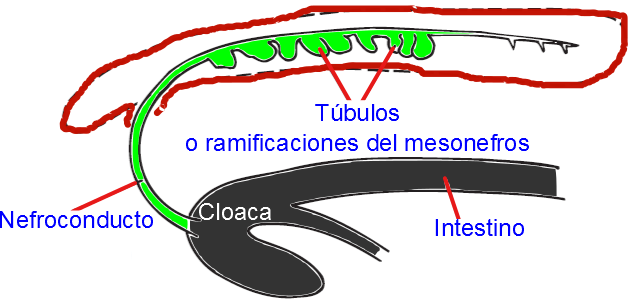 Ciencias de Joseleg: Mesonefros