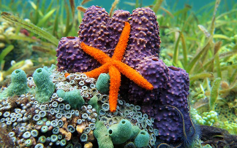 Estrellas de mar (Asteroideos)