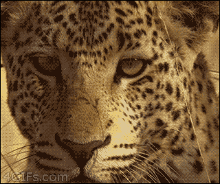 Funny animals Gifs and more: [Funny Gif] Leopard spots squirrel eating