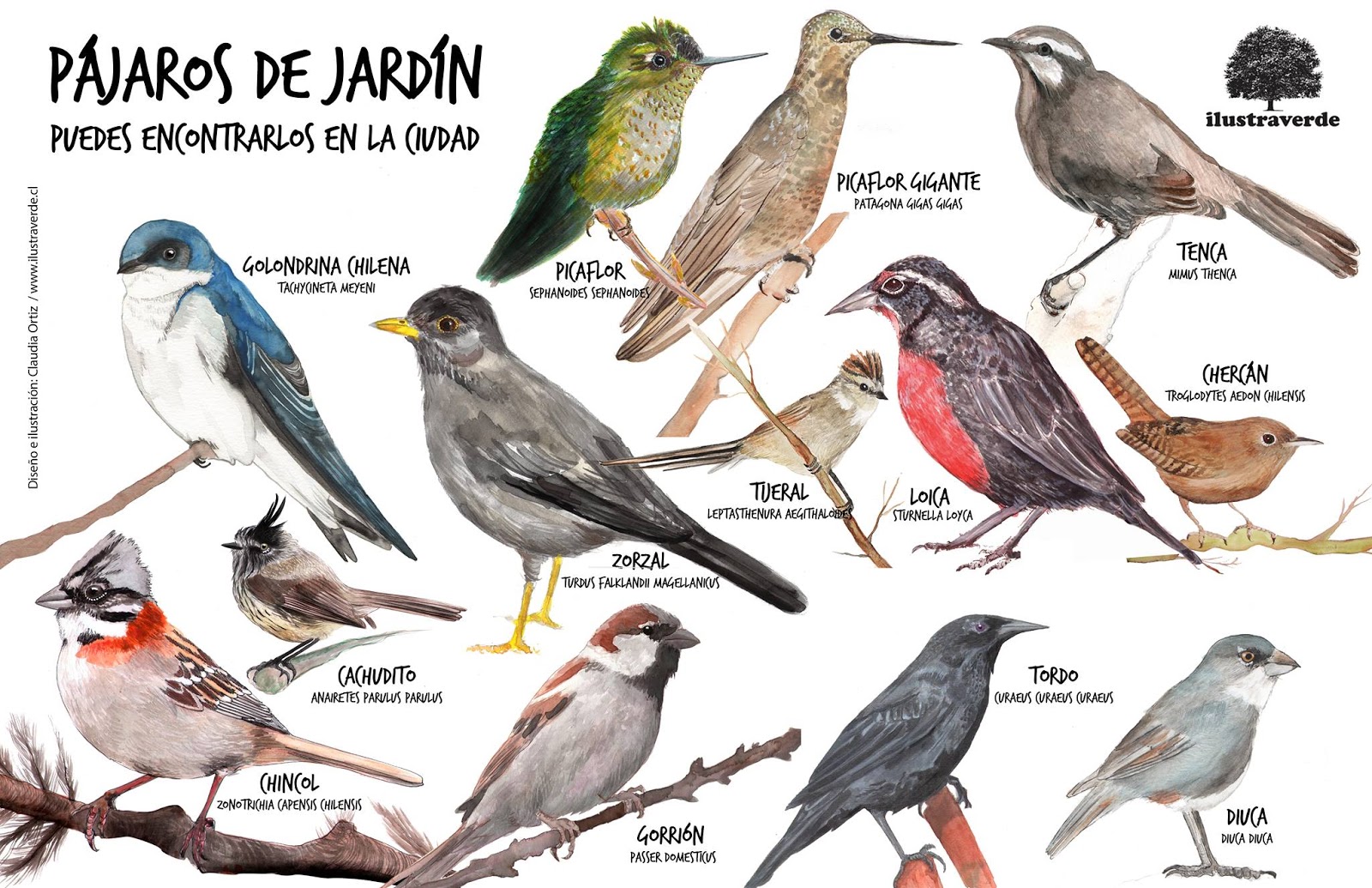 Aves de ciudad comunes de avistar