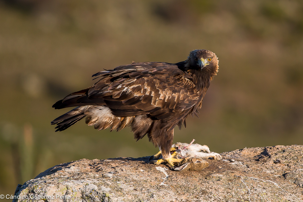 AGUILA REAL - Aquila Chrysaetos | Observatorio de la Naturaleza