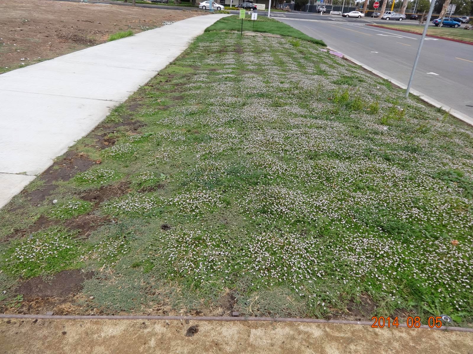 Kurapia® - UC Tested, Science Behind Water Efficient Groundcover ...