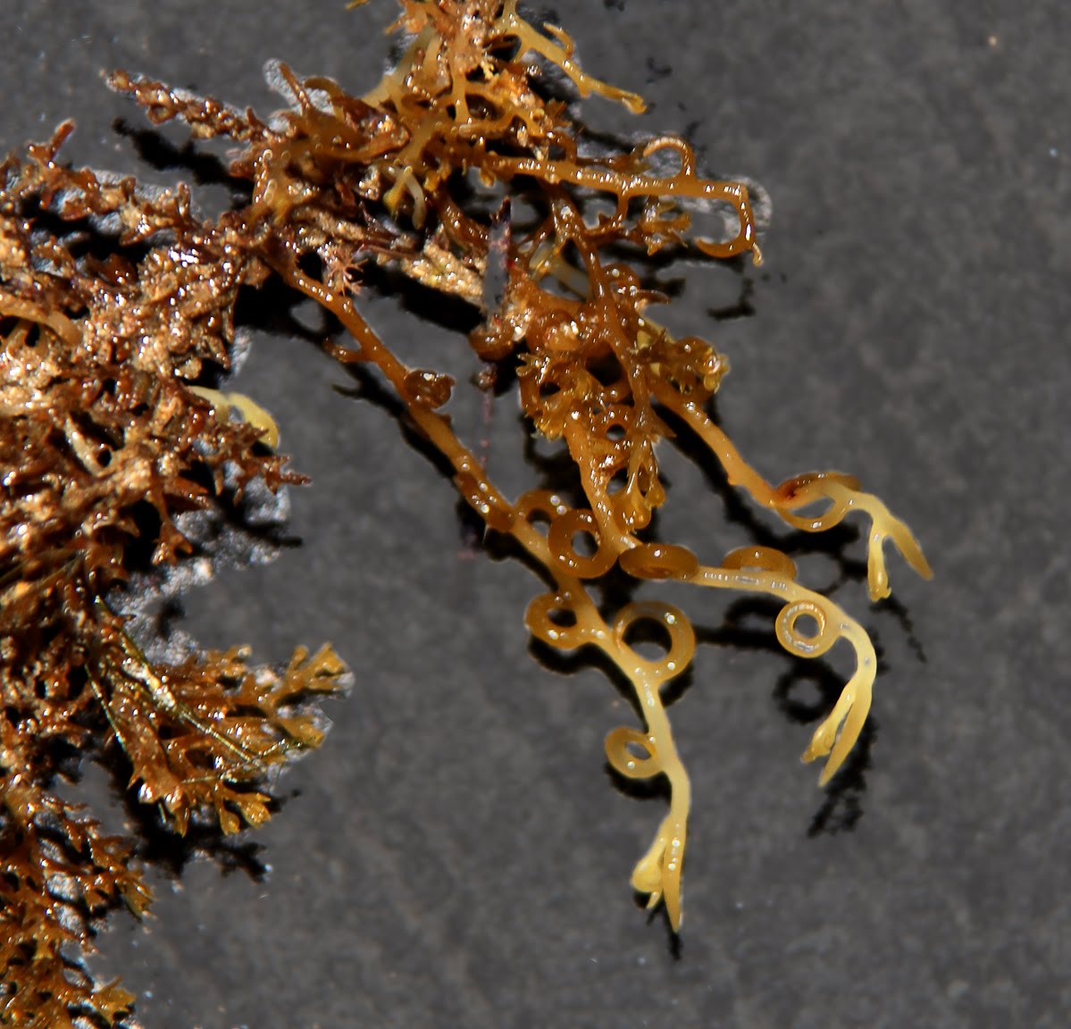 Images by Christine Walsh: Seaweed of Port Phillip Bay. ...more ...