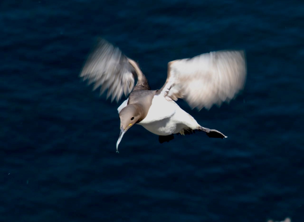 The Skomer Island Blog: The mysterious life of a Guillemot field worker