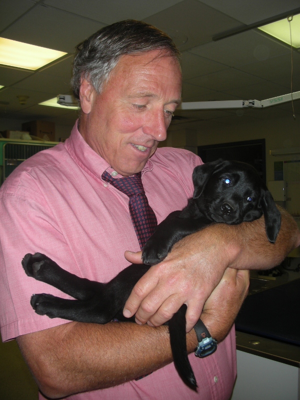 Wilton Silver Labradors: Past Litters