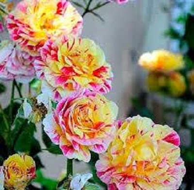 Jual Benih Bibit Bunga Mawar Candy - Budidaya Tanaman