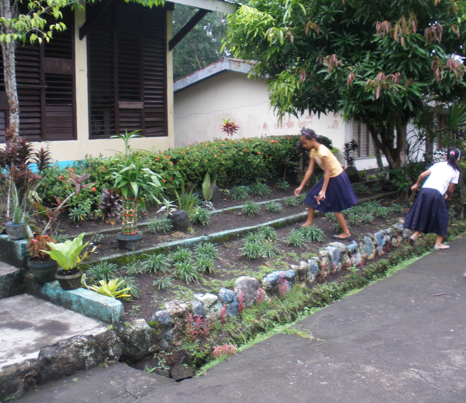 kathryn's blog: Gulayan Sa Paaralan @ Impact Learning Center