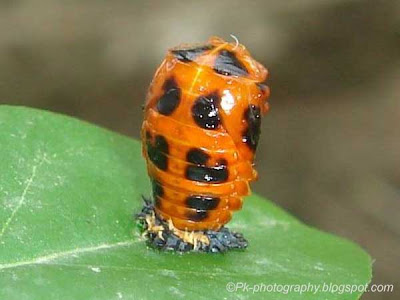 Ladybug Pupa | Nature, Cultural, and Travel Photography Blog