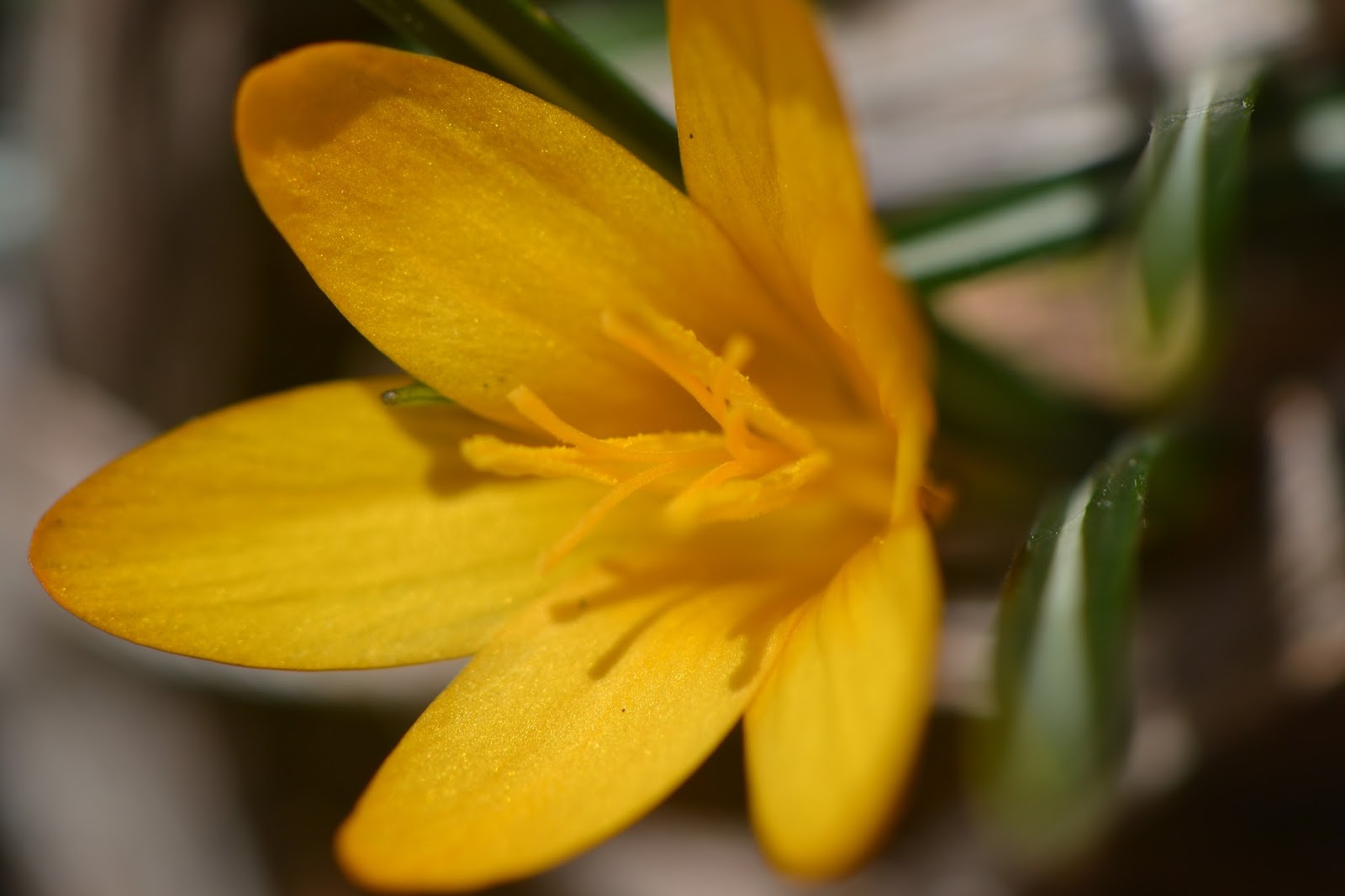 musings from dave: sproing-oing-oing-oing-oing