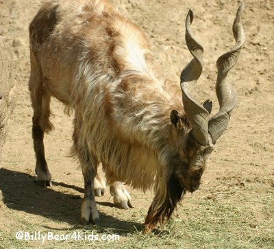 PeopleScapes: Himalayan wildlife