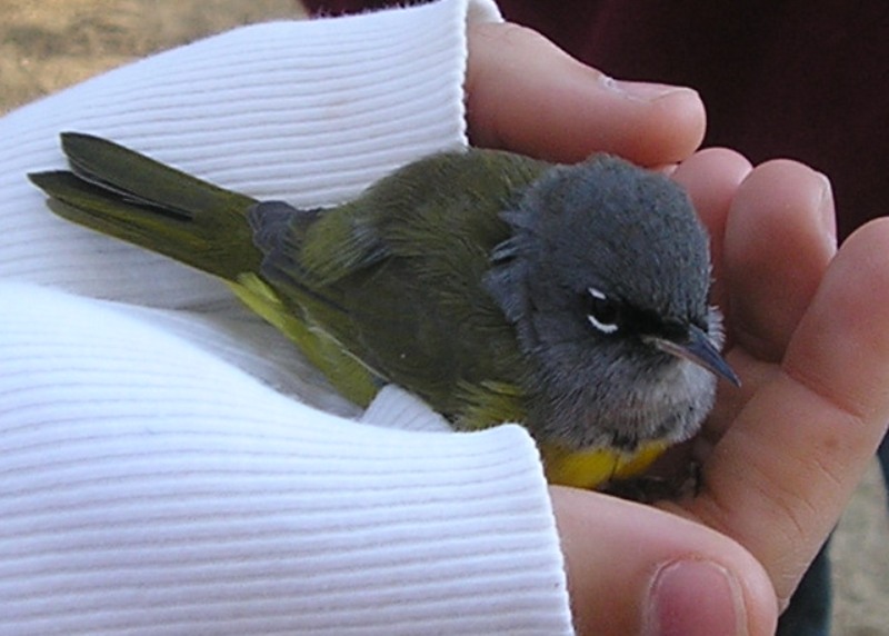 Birding Is Fun!: The Talbot Family Visits the Idaho Bird Observatory
