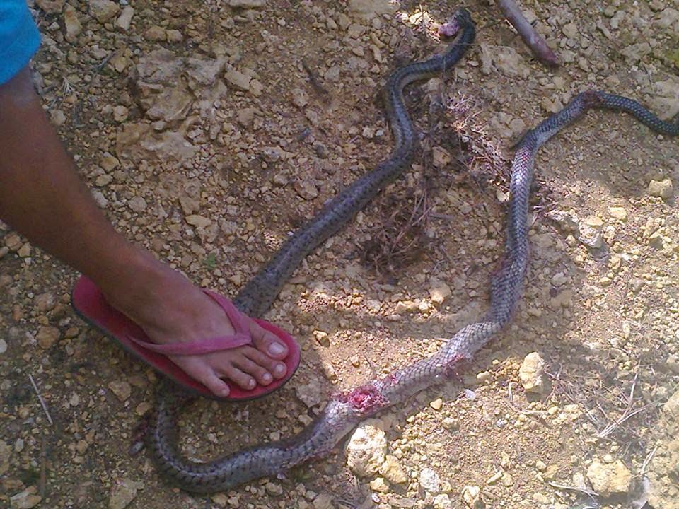 NEWS: KING COBRA ( Banakon) @ CATIGBI-AN, BOHOL , PHILIPPINES