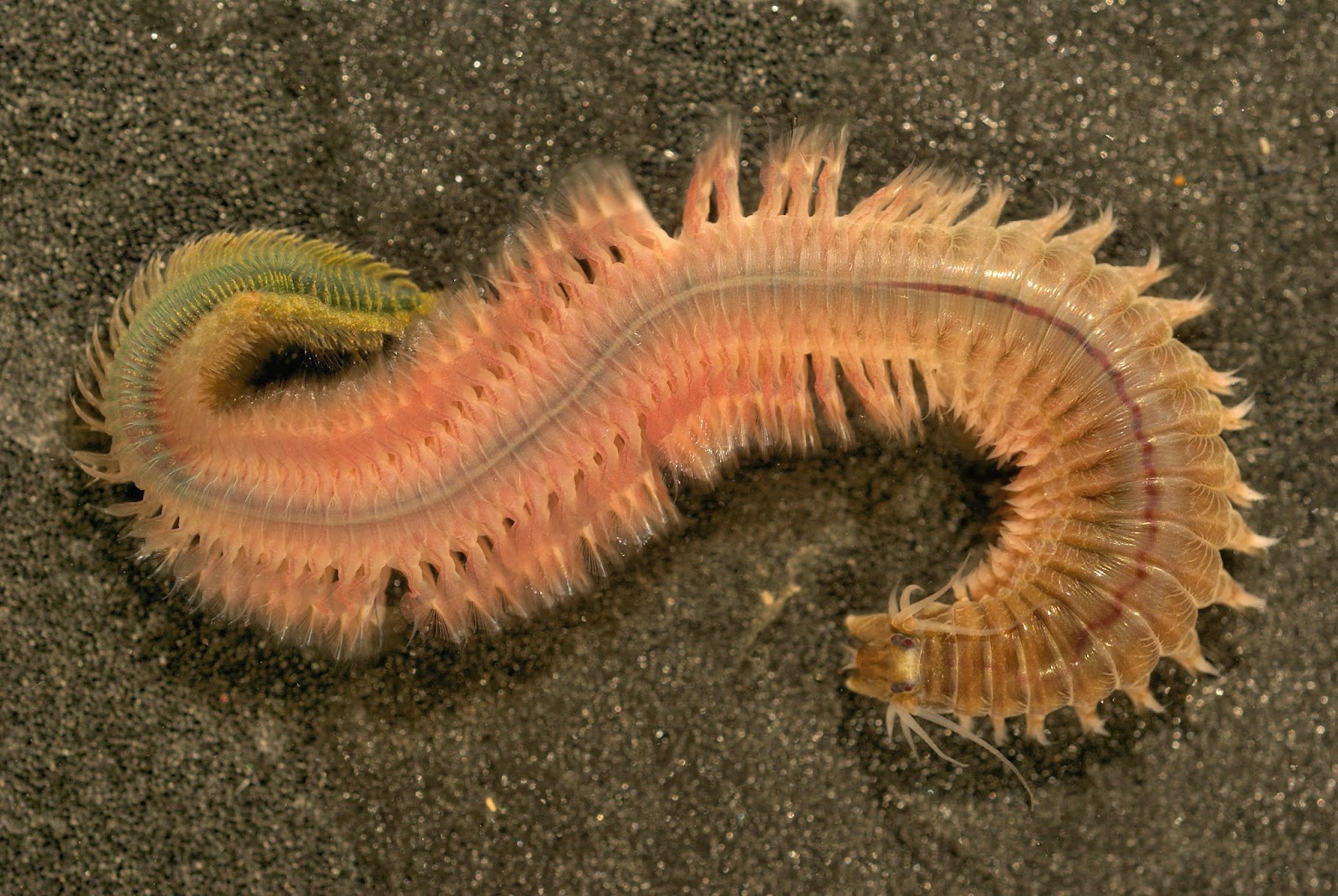 Species of UK: Week 36: Ragworms (‘Nereididae’)
