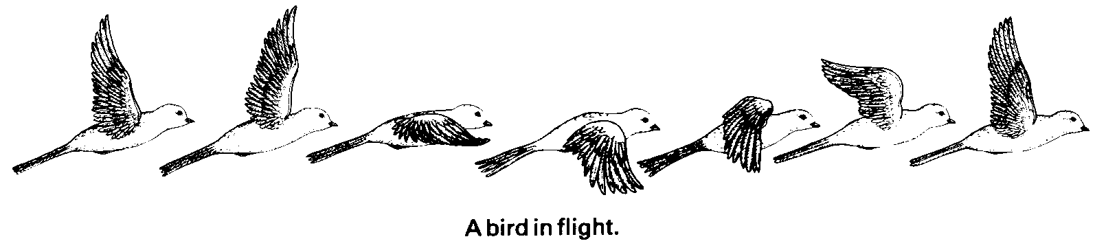 FRAME BY FRAME OBJECT ~ COMPUTER SCIENCE