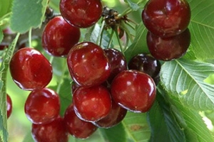 Sfaturi Utile: CIREASA - Cerasus vulgaris