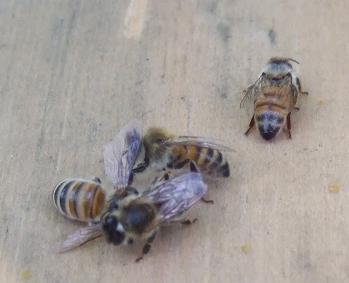 Bee-Magic Chronicles for Kids: Undertaker Bees