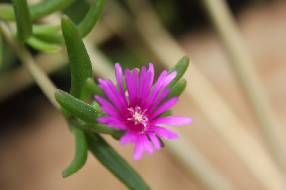 🌿 Tuinmaak in Suid Afrika 🌵: Wat is 'n tuin sonder vygies?