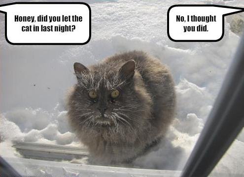 Animals' Sense of Humor | My Crazy Email