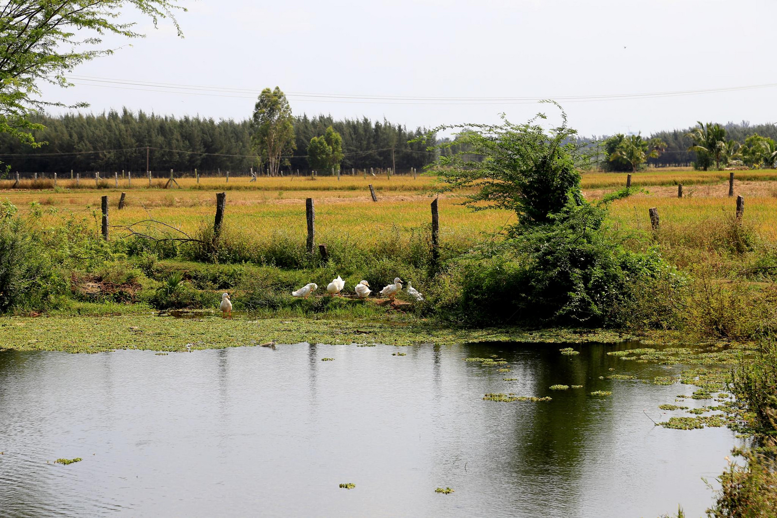 Tamilnadu Tourism: Aadaleswarar Temple, Kayar, Kanchipuram