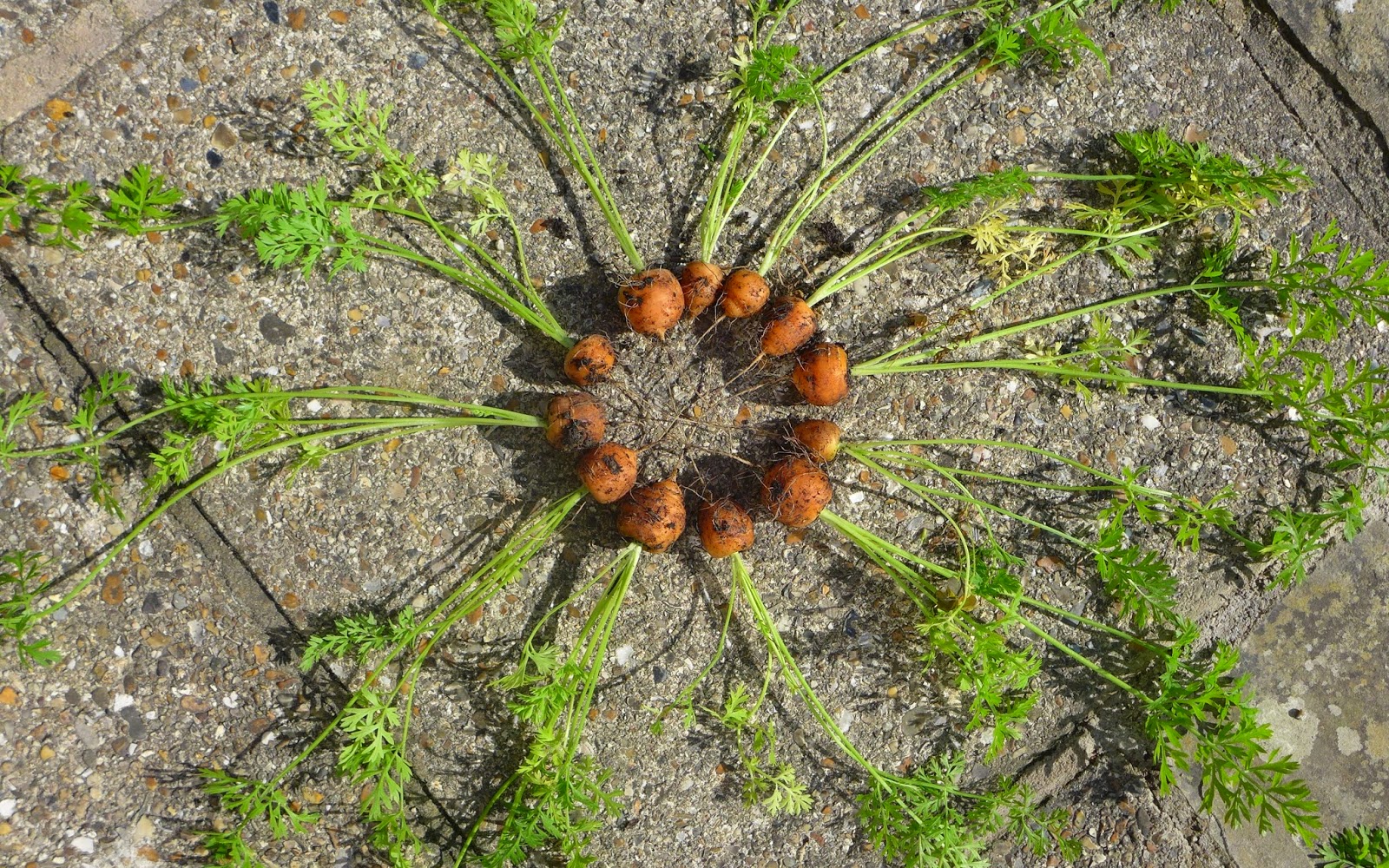 Basicallyitsgrowing: Carrots Paris Market Atlas