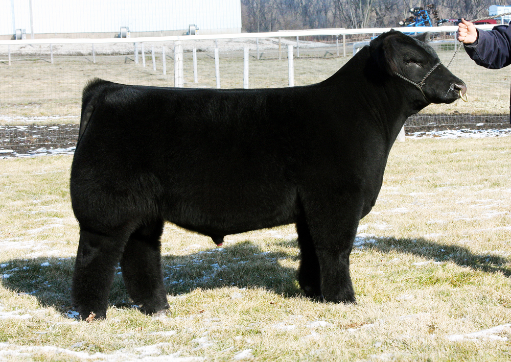 RCC Blog: Rodgers Bulls