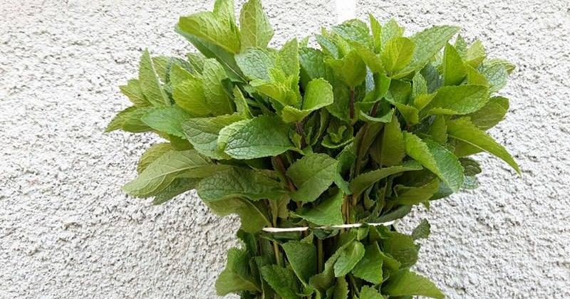 Menta Olandeza sau Izdraeliana: menta proaspata sau menta fresh 2018