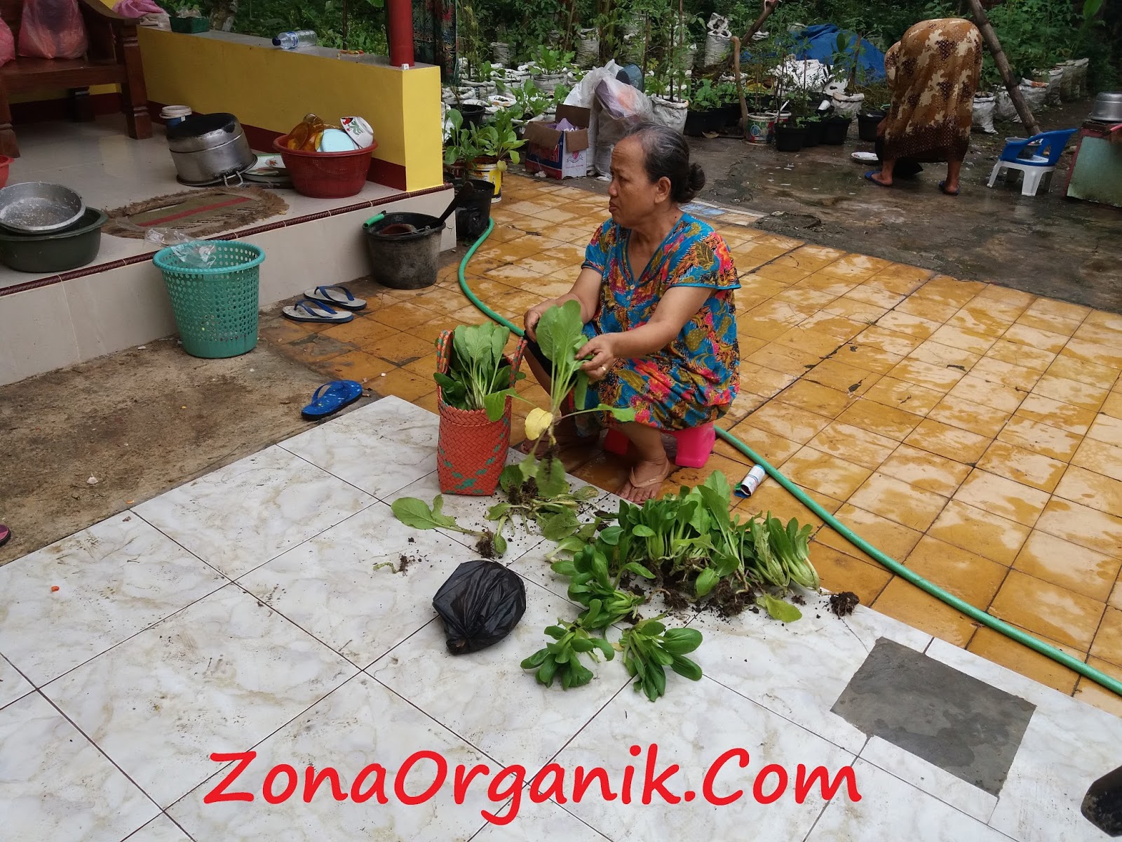 Pemanfaatan Lahan Sempit untuk Bercocok Tanam Sayuran Organik | Zona ...