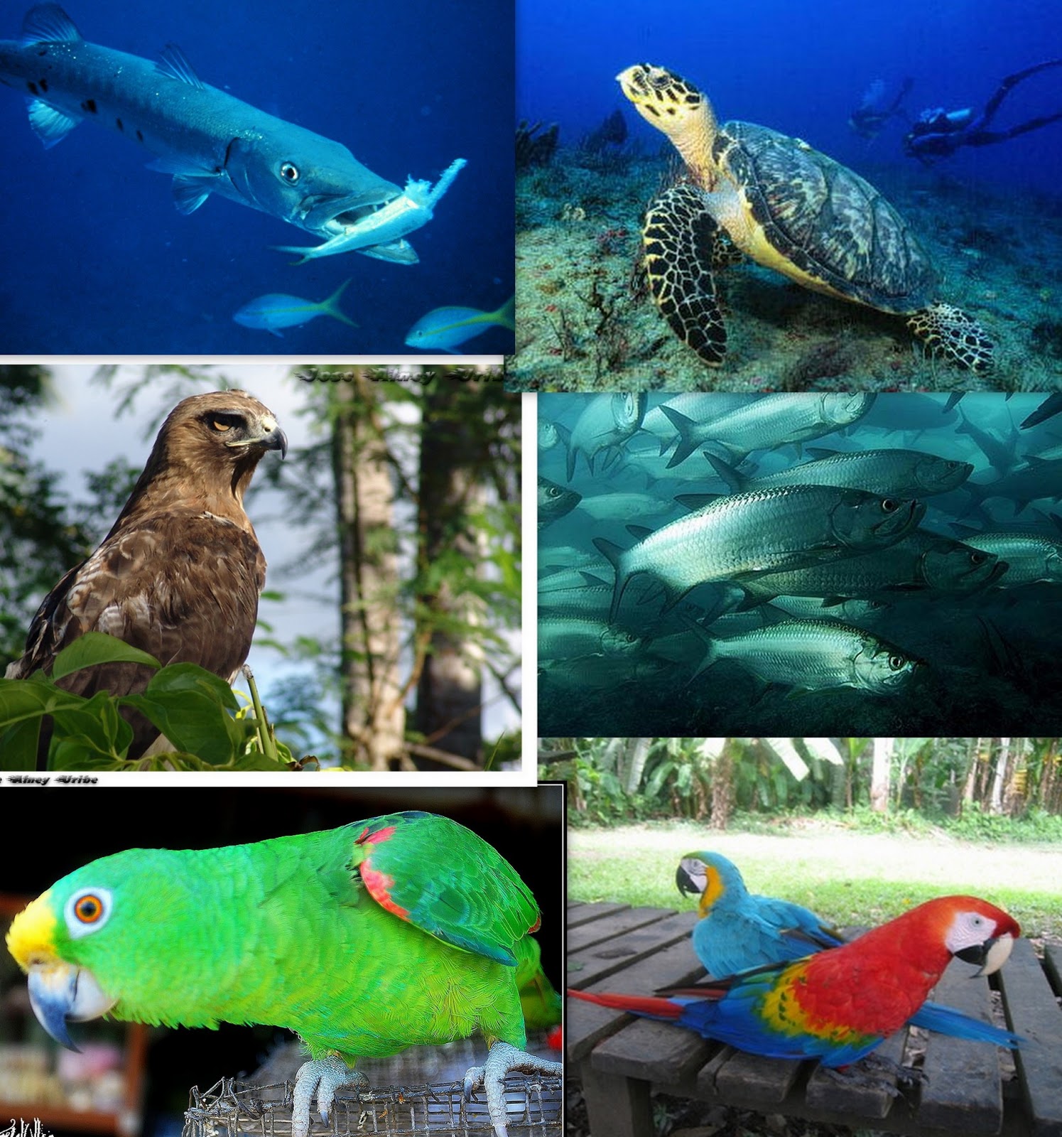 Biodiversidad de Panamá