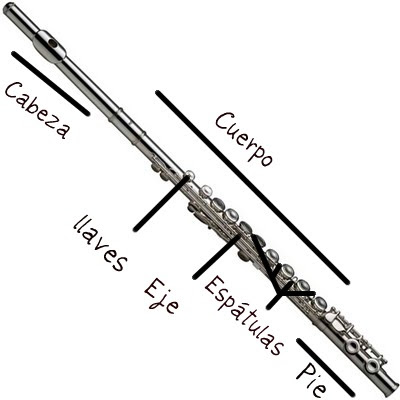 Flauta Traversa: Partes y Posición de los dedos en flauta traversa