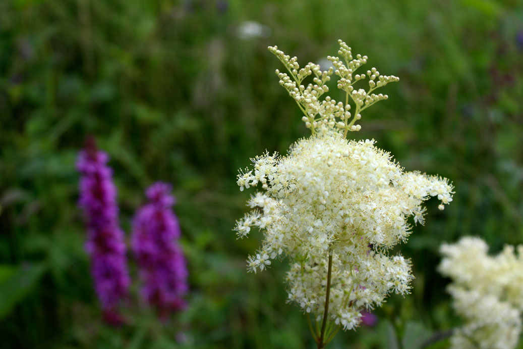 Lopotin Toimelan pihaunelmia: Rantojen kaunokaisia