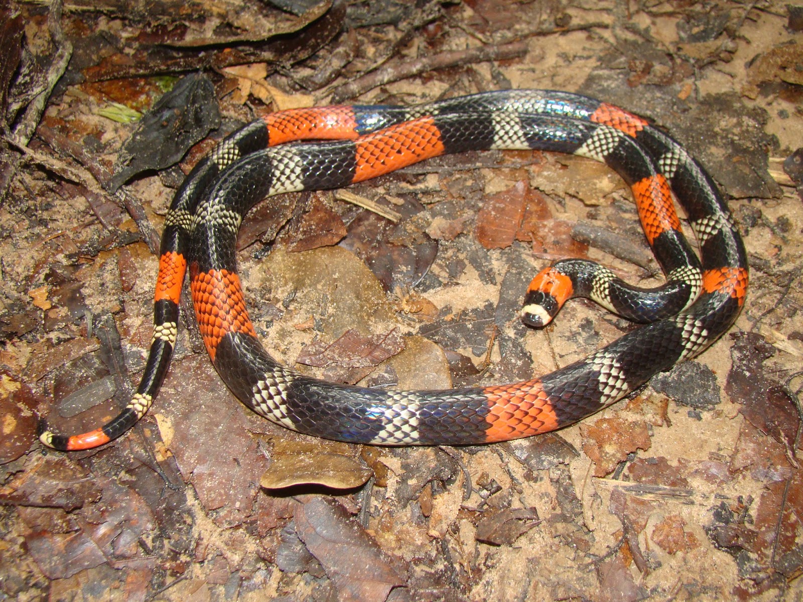Núcleo Serra Grande: agosto 2013